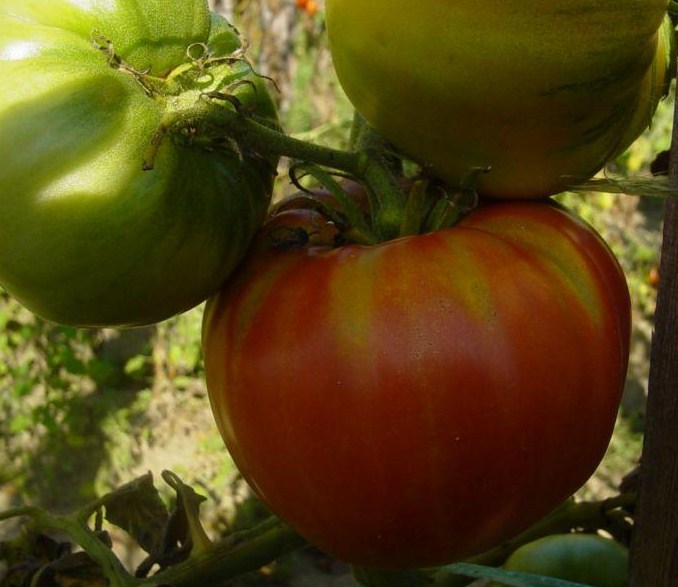 Tomate rouge d amagu 1.jpg semeur