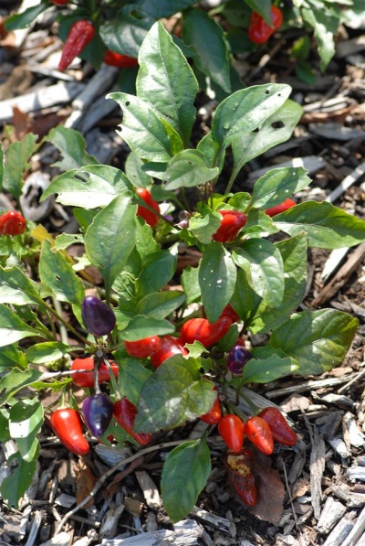 Piment Aurora semeur