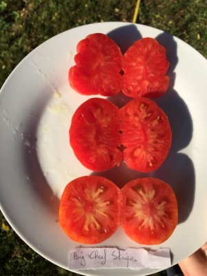 Tomate Big Cheef Stripes semeur