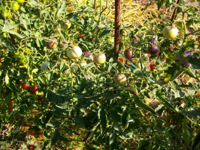 Tomate Bing cherry semeur