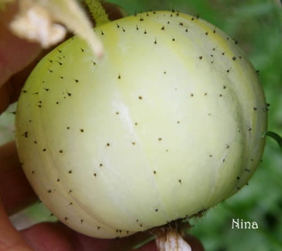 CONCOMBRE lemon semeur