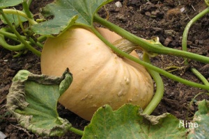 C. MAXIMA Galeux d'Eysines semeur