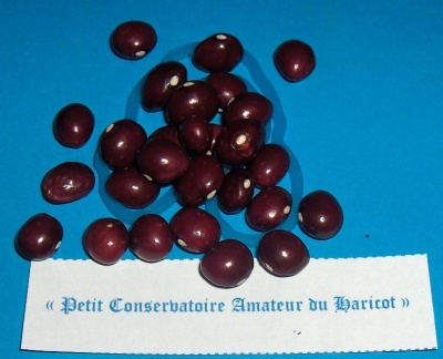 Haricot Coco Rose de la Meuse semeur