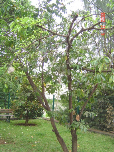 Corossol semeur