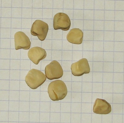 Gesse cultivée semeur