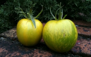 Tomate Green Zebra OP semeur