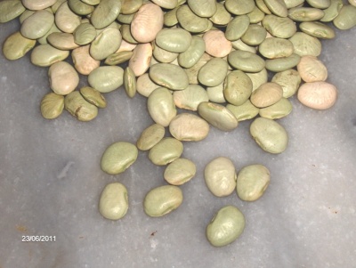 HARICOT A ECOSSER Pois Tendre semeur