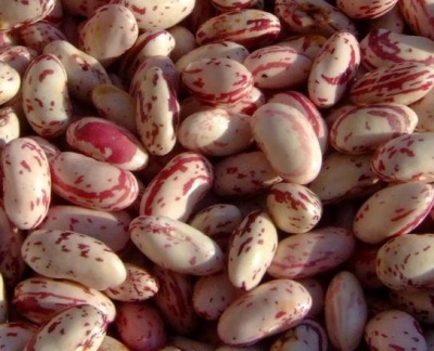 HARICOT A ECOSSER coco rose semeur