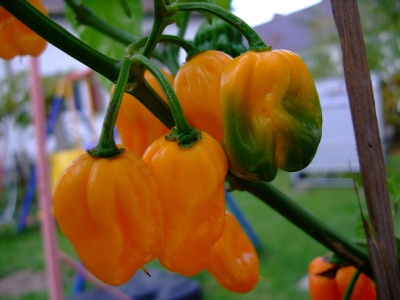 Piment Habanero big sun semeur