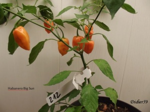 Piment Habanero big sun semeur