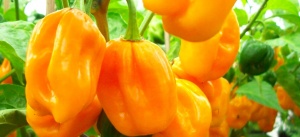 Piment Habanero big sun semeur