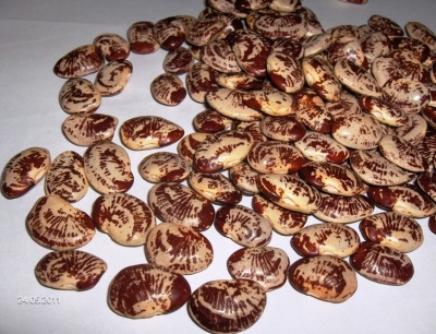 Haricot de Lima semeur