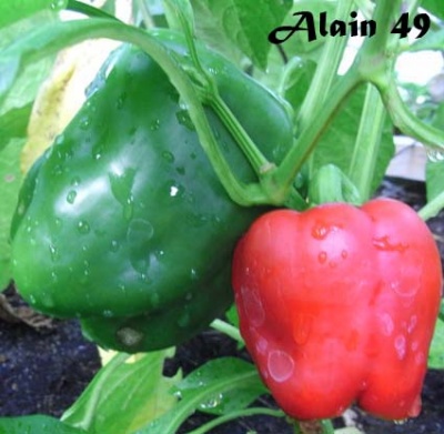 Poivron Keystone giant semeur