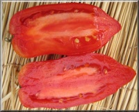 Tomate Howard German Paste op semeur