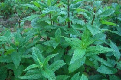 Menthe Verte la Vraie semeur