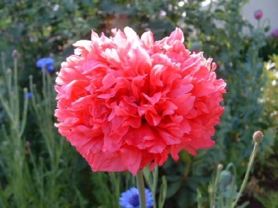 Pavot rose double semeur