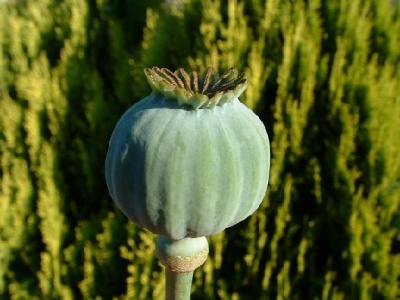 Pavot rose double semeur