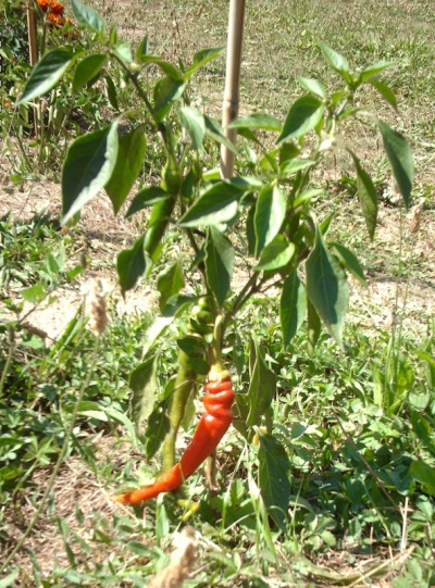 Piment Doux des Landes semeur