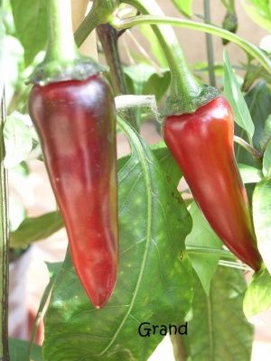 Piment hungarian black semeur
