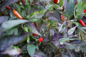 Piment pretty purple semeur