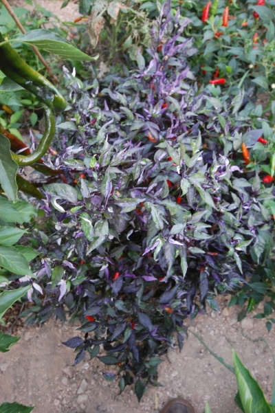 Piment pretty purple semeur