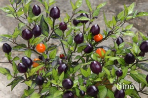Piment purple delight semeur