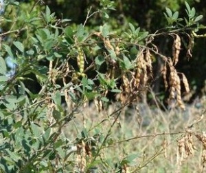 Pois d'Angole semeur