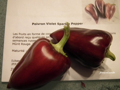 Poivron Violet Sparkle Pepper semeur