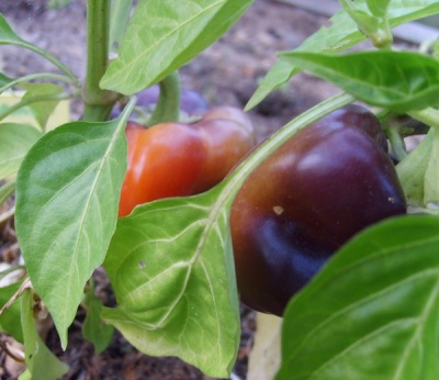 Poivron Mauve lilac semeur