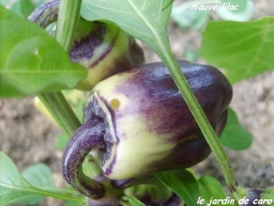Poivron Mauve lilac semeur