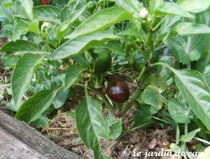 Poivron Mini Bell chocolat semeur