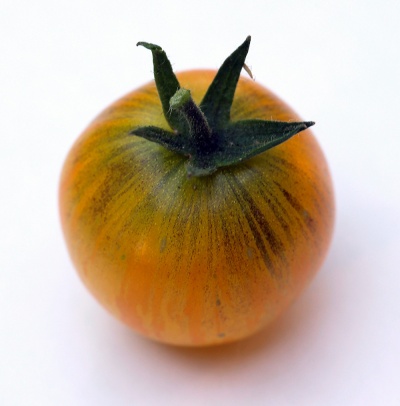 Tomate Primary Colors semeur