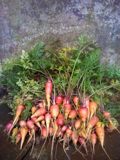 Carotte Rouge sang violette semeur