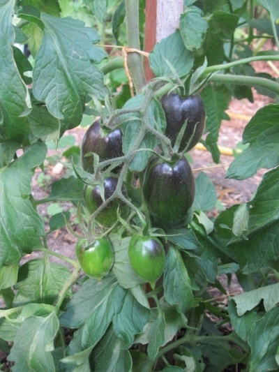Tomate Shadow Boxing Long Pointed semeur