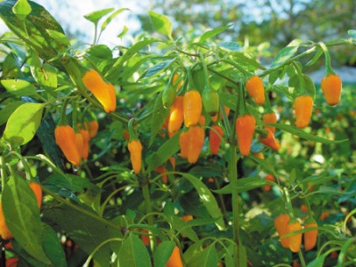 Piment Tabasco short yellow semeur
