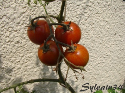 Tomate Black zebra cocktail semeur