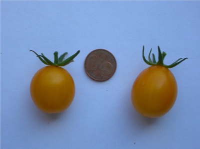 Tomate Cœur de Pigeon op semeur