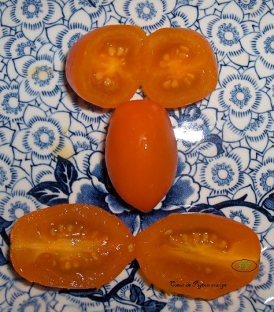 Tomate Cœur de Pigeon op semeur