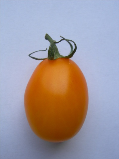 Tomate Cœur de Pigeon op semeur