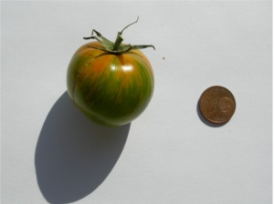 Tomate Green Zebra OP semeur