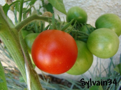 Tomate Harbinger op semeur