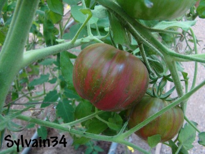 Tomate Harvard Square op semeur
