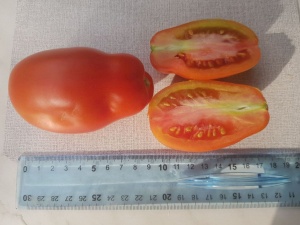 Tomate Long Tom op semeur