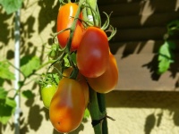 Tomate Long Tom op semeur