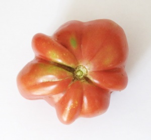 Tomate Montserrat op semeur