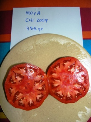 Tomate Moya op semeur