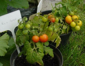 Tomate Red Robin op semeur