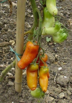 Tomate Spitze op semeur