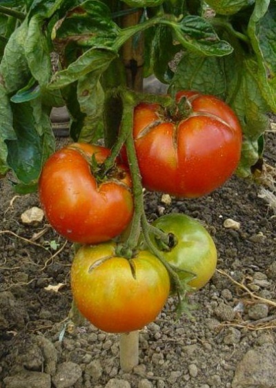 Tomate Starfire op semeur