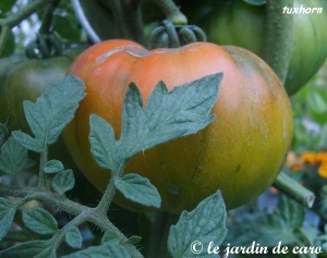 Tomate Tuxhorn op semeur